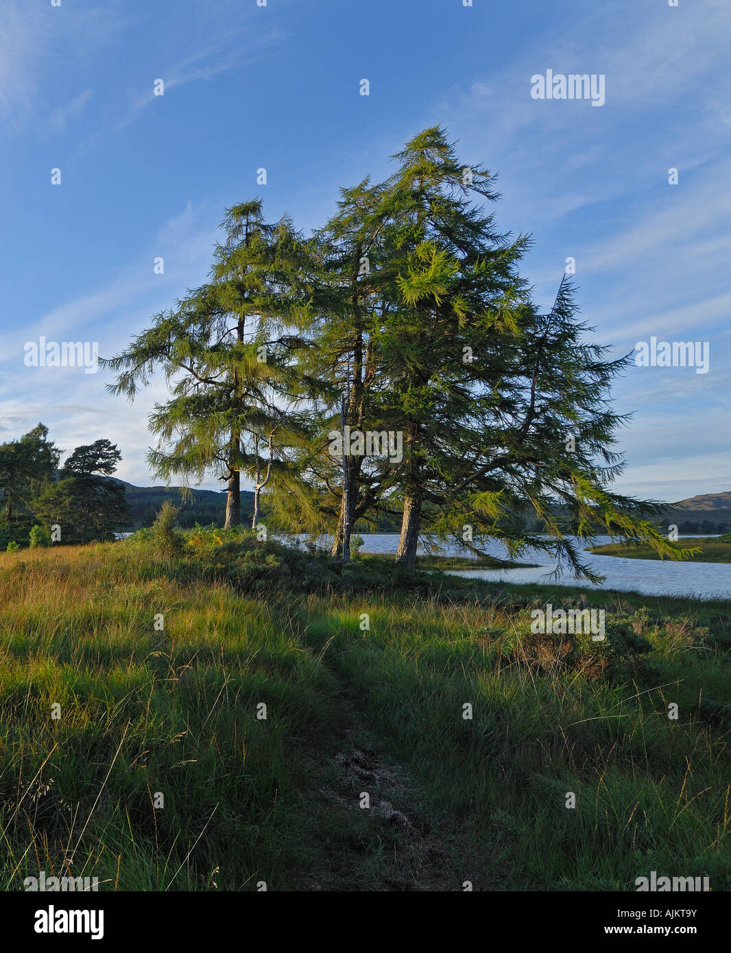 Loch rannoch woods hi-res stock photography and images - Alamy