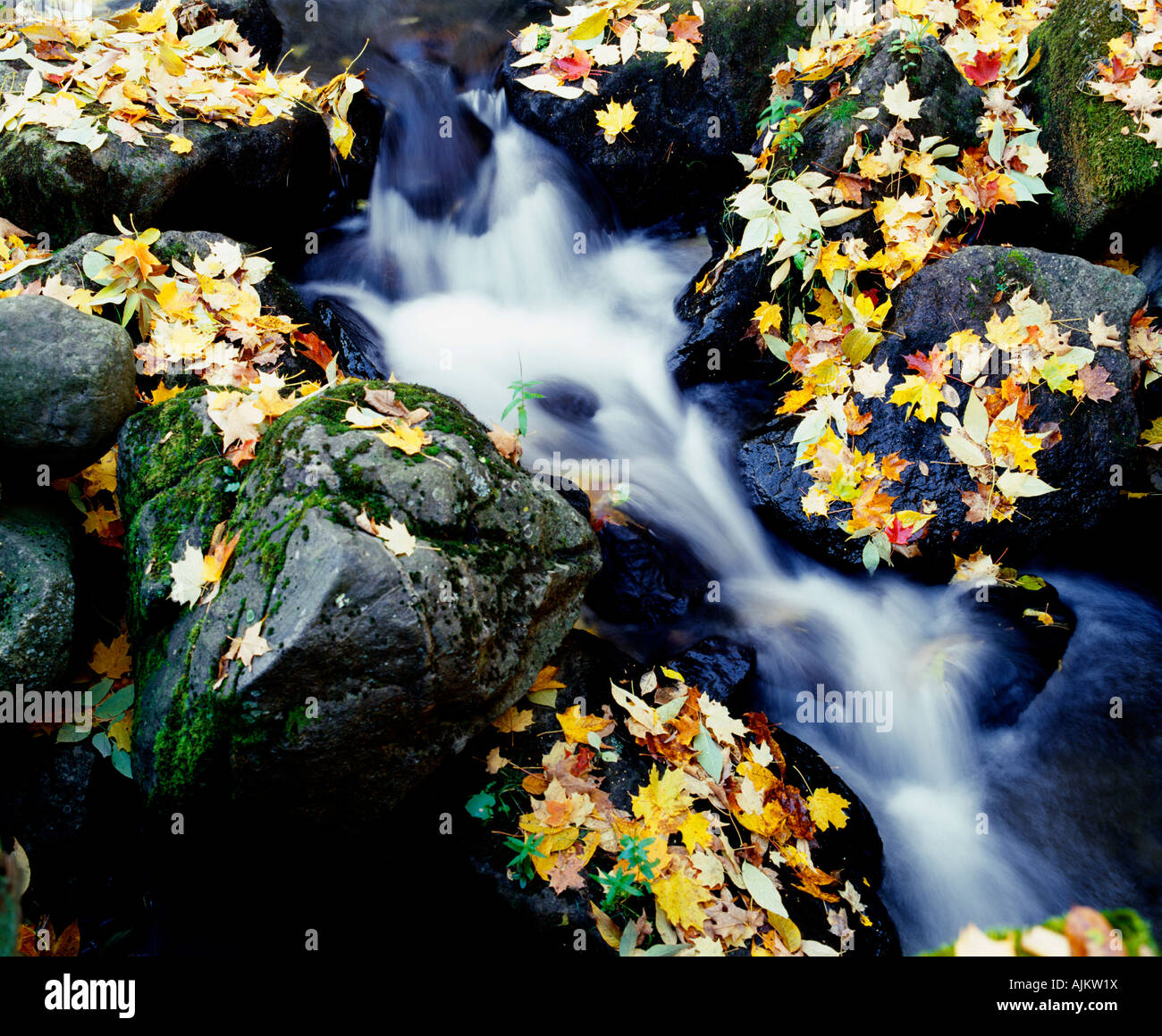 Fall leaves among rocks on a river Stock Photo - Alamy