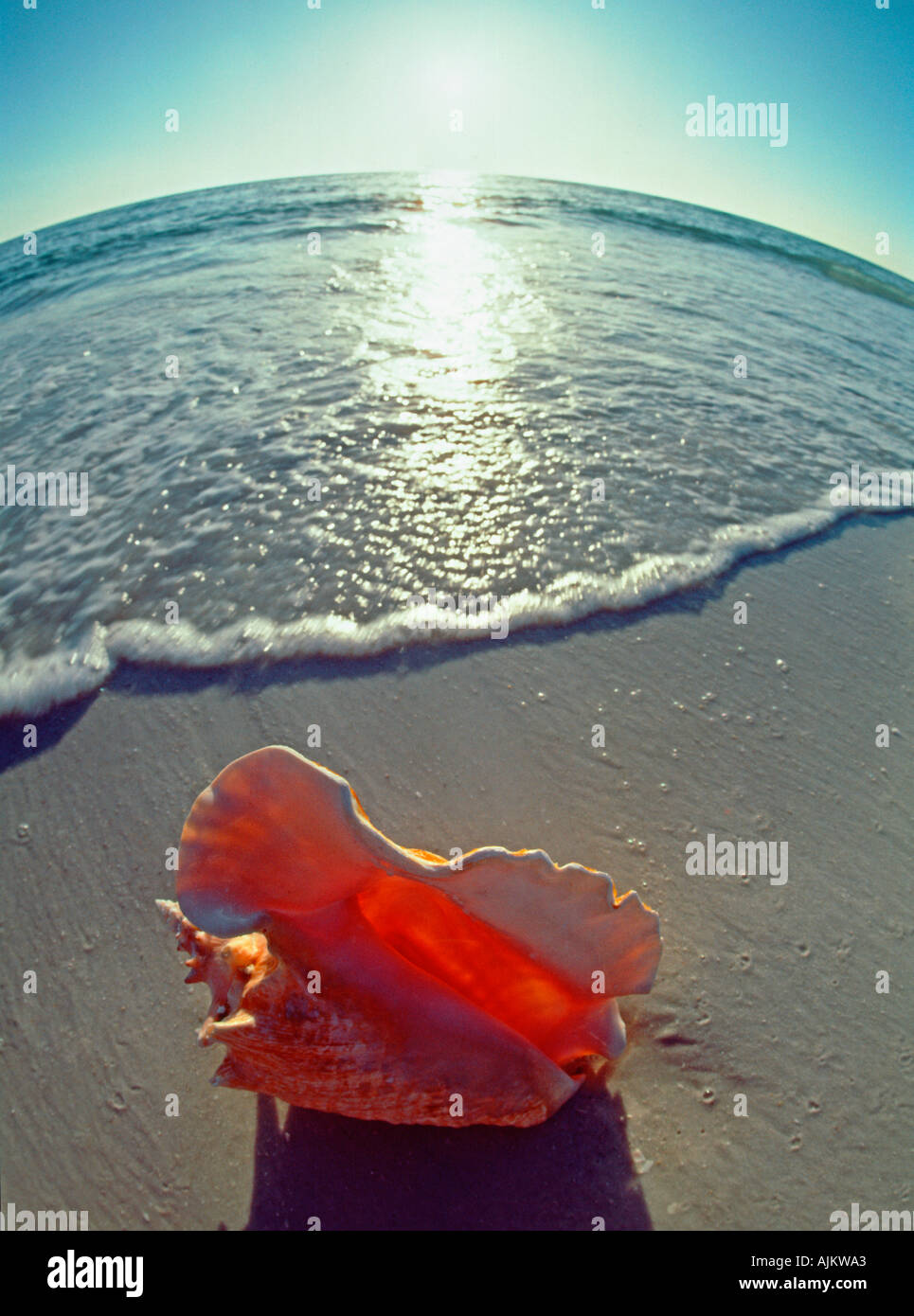 fish eye view of conch shell at sunset on Florida beach Stock Photo - Alamy