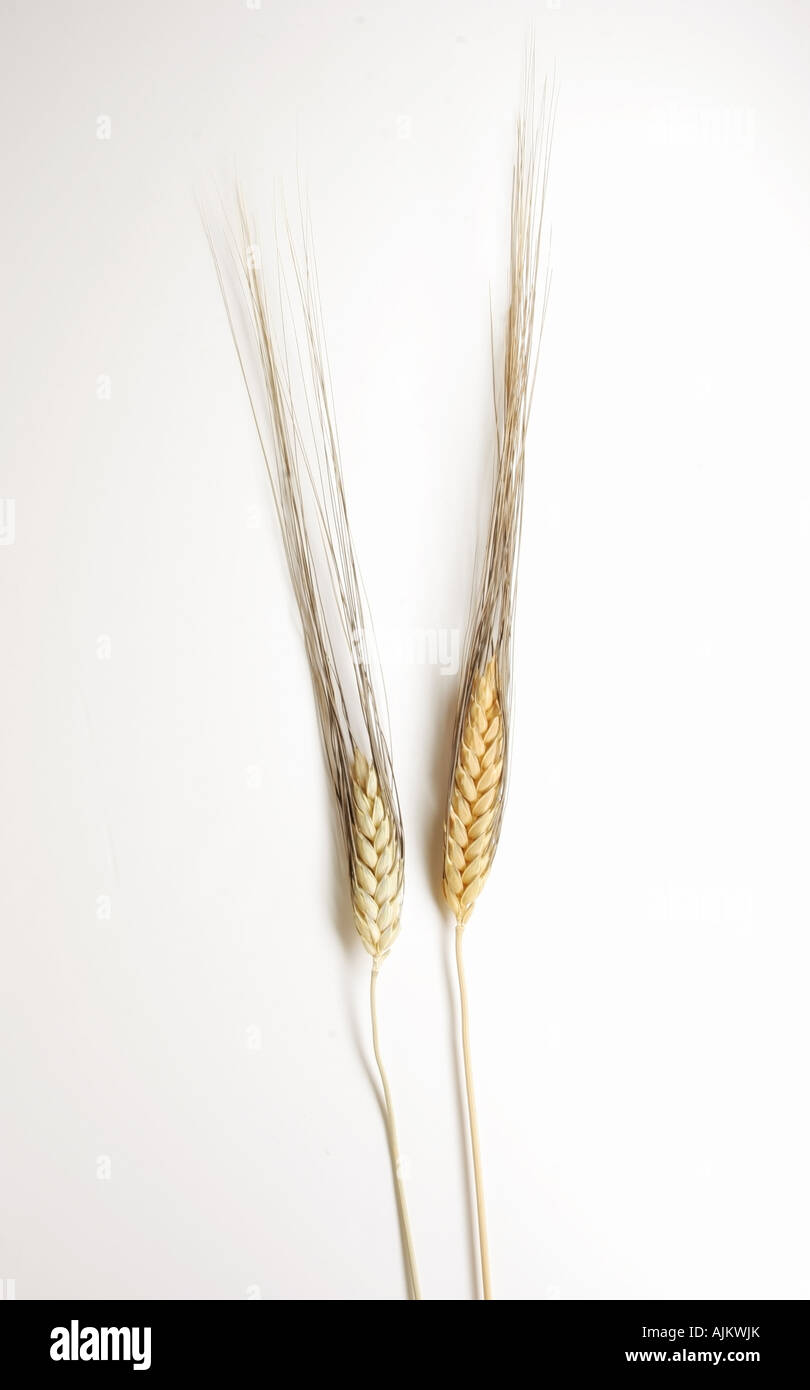 Stalks of wheat hi-res stock photography and images - Alamy