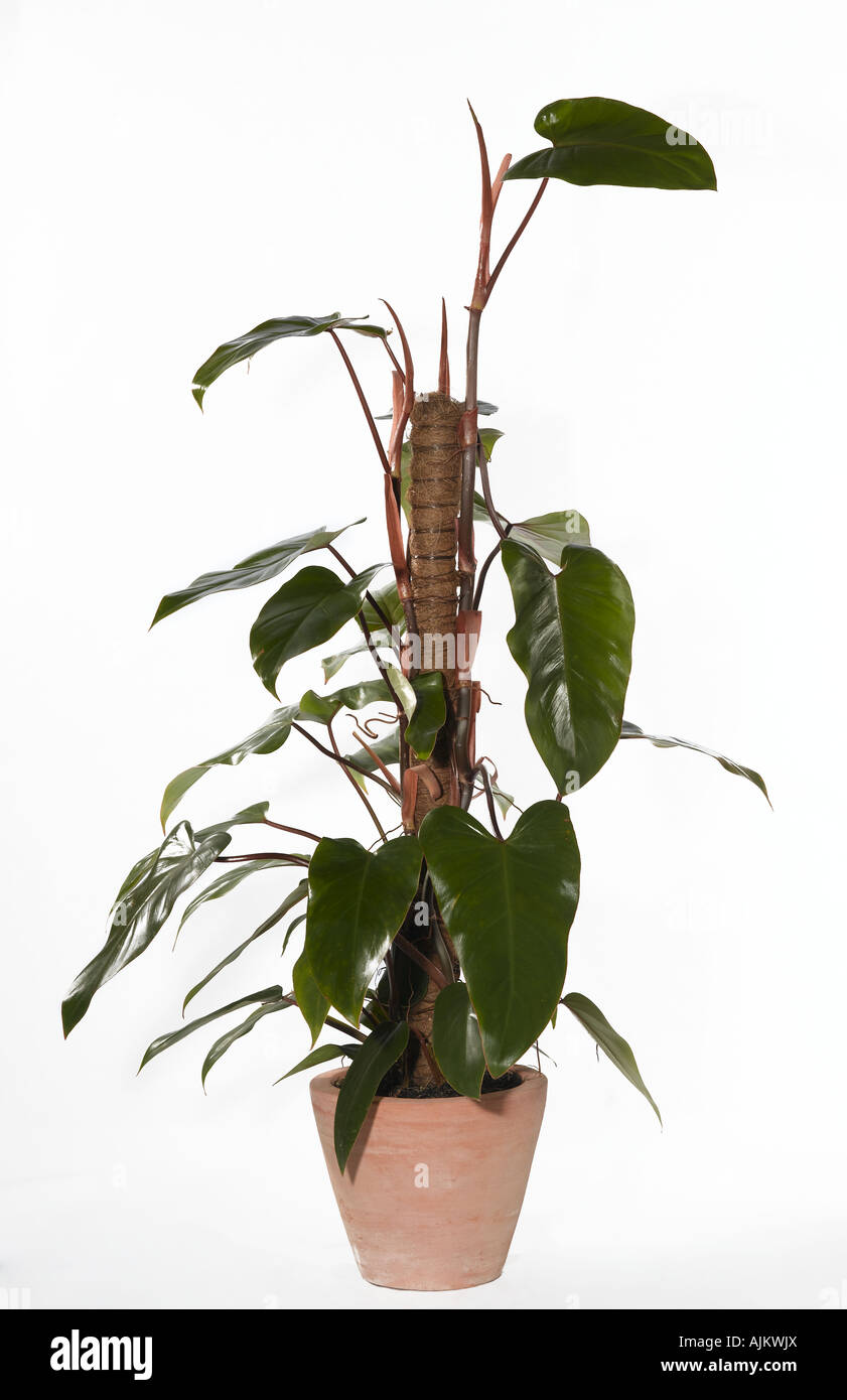 Climbing plant Philodendron Philodendron sp Stock Photo - Alamy