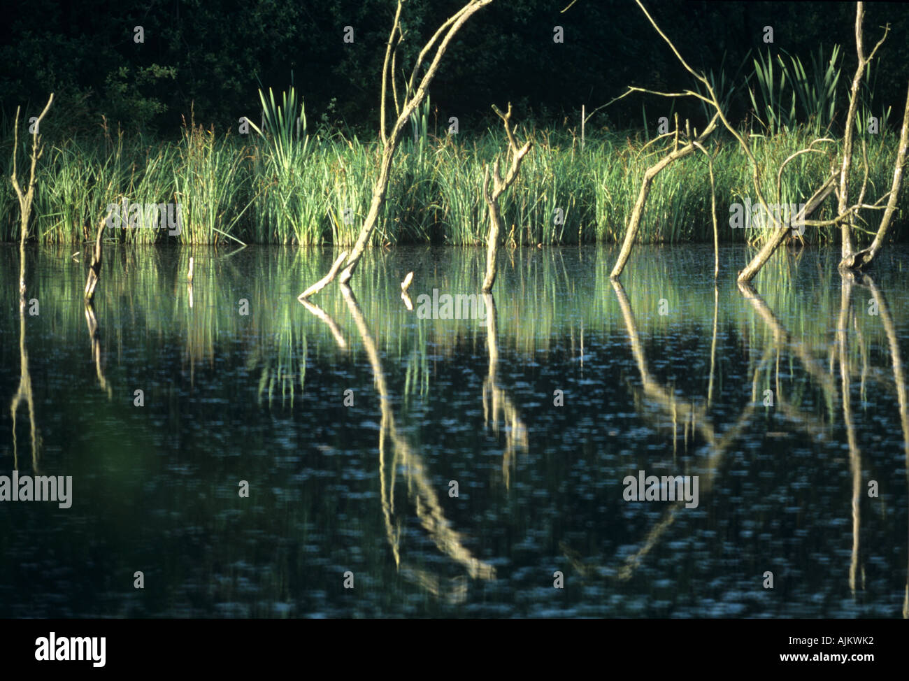 Dead sticks hi-res stock photography and images - Alamy