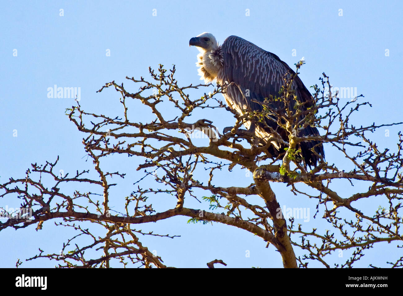 Ruppell vulture, Gyps rueppellii, sitting upon an Acacia tree ...
