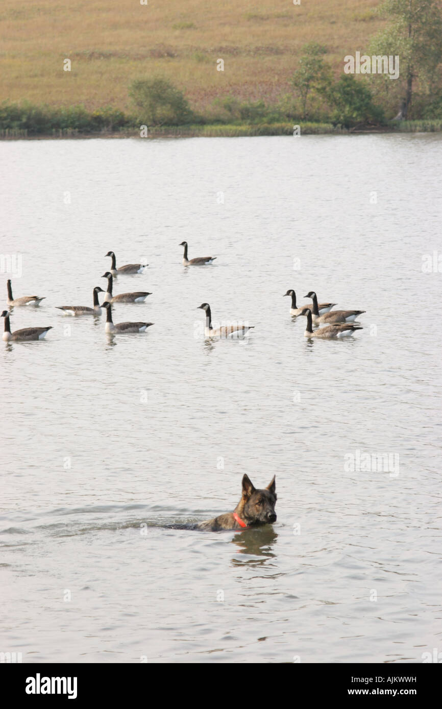 dog chasing geese in water Stock Photo - Alamy
