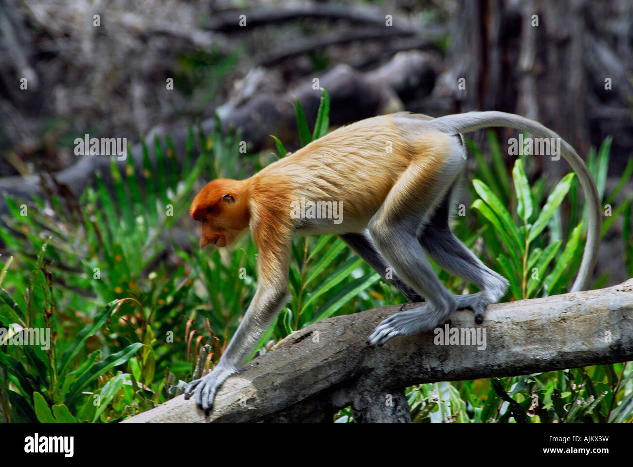 Female proboscis monkey in Sabah,Borneo,Malaysia Stock Photo - Alamy
