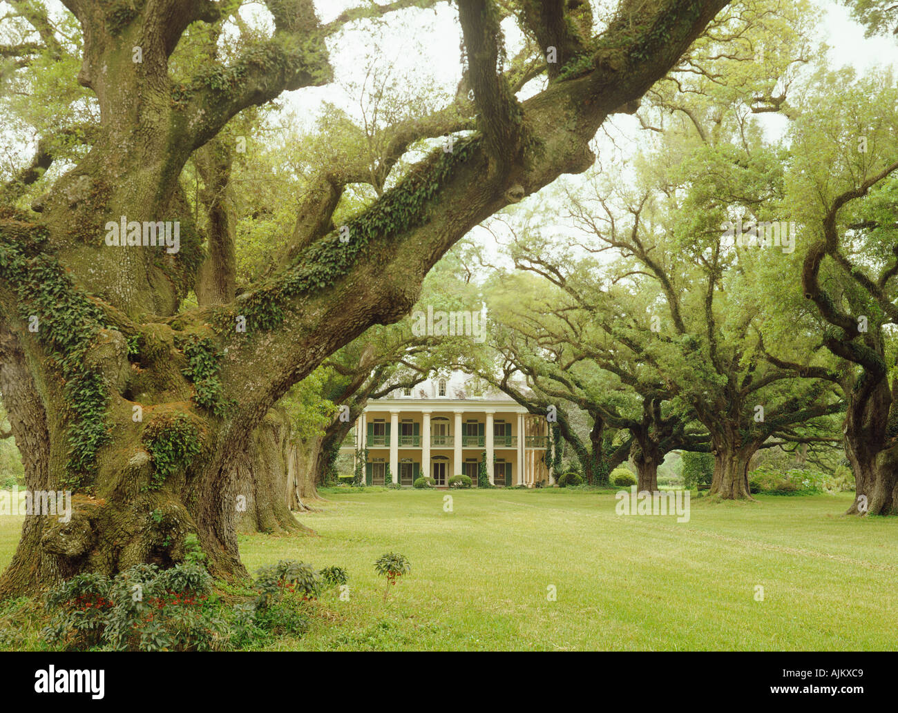 Oak Alley Plantation in Louisiana USA antebellum home Stock Photo - Alamy