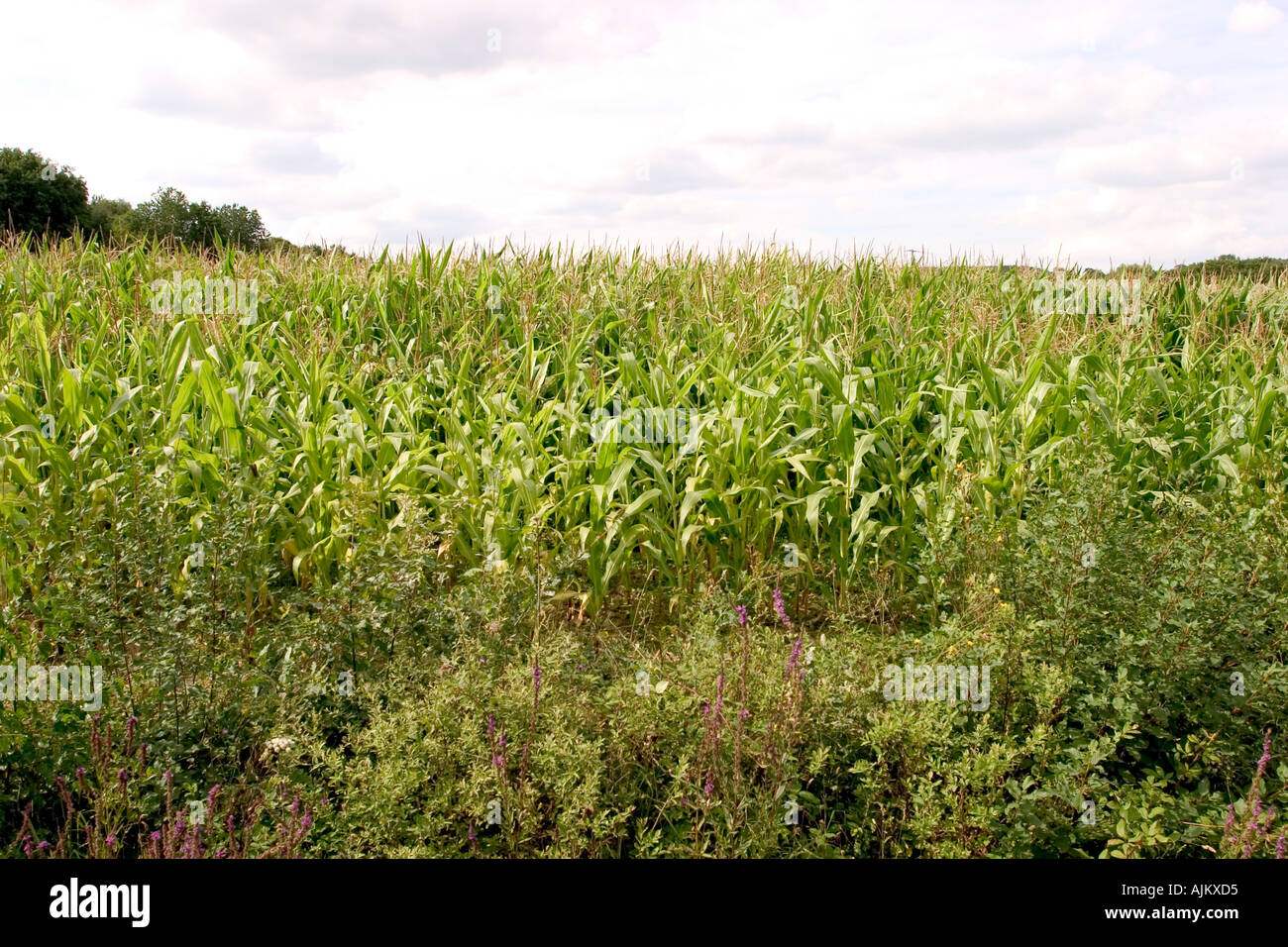 Corn field in France Stock Photo - Alamy
