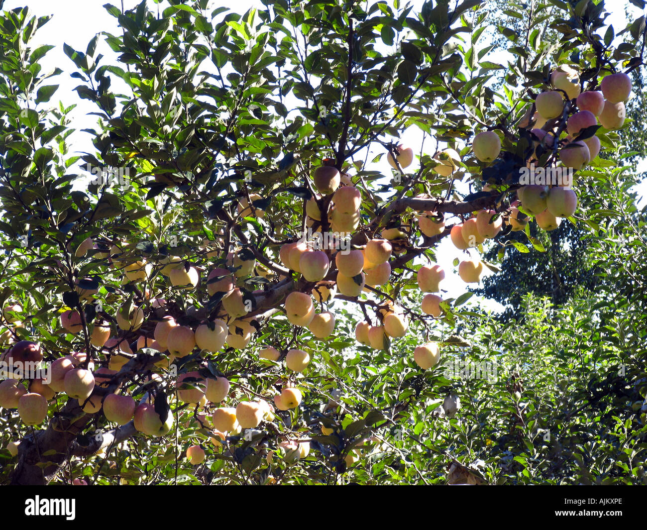China tombs Cut Out Stock Images & Pictures - Alamy