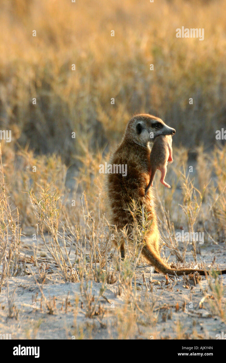 Baby meerkat den hi-res stock photography and images - Alamy