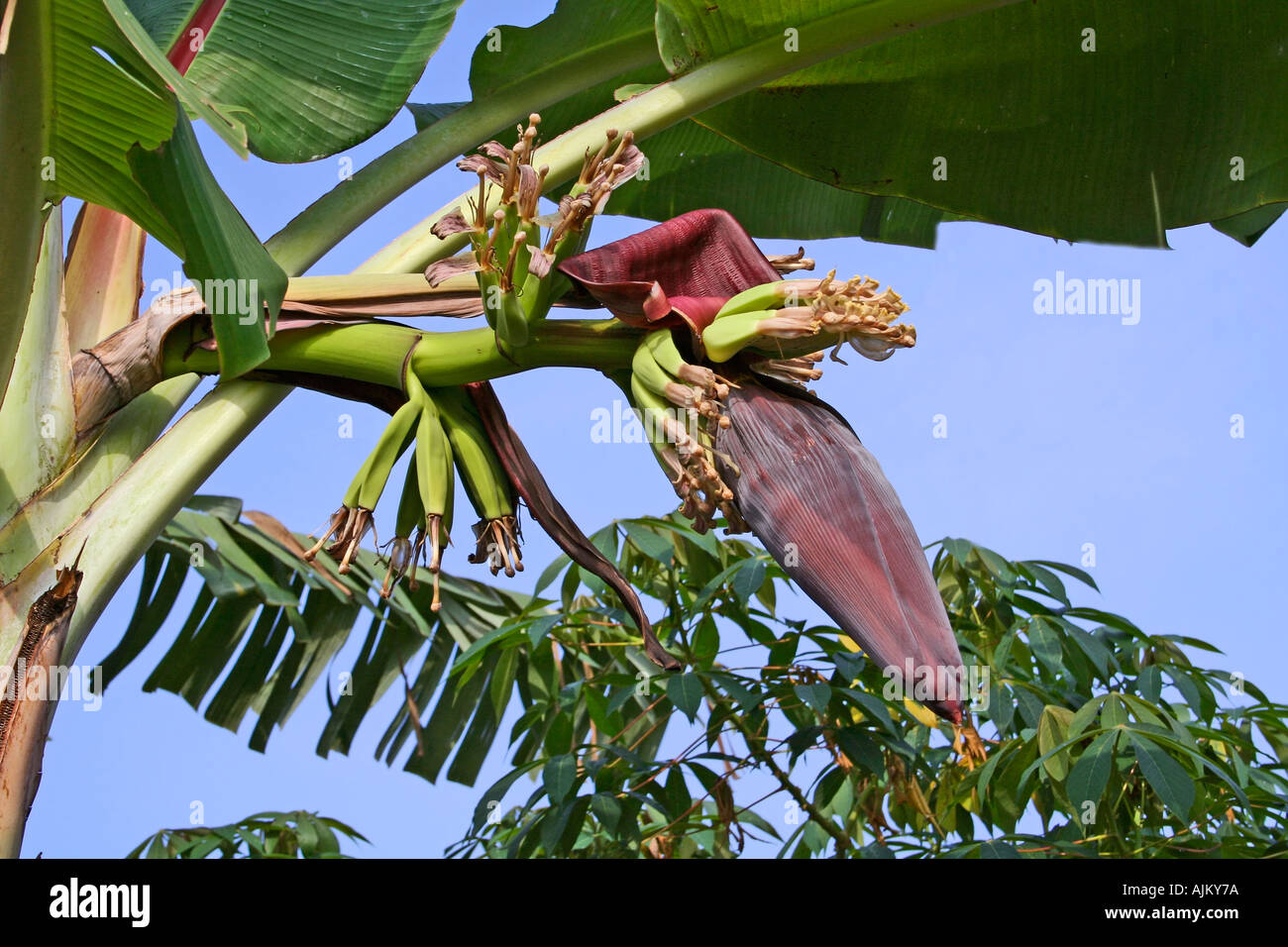 Banana flower Musa spp Stock Photo - Alamy