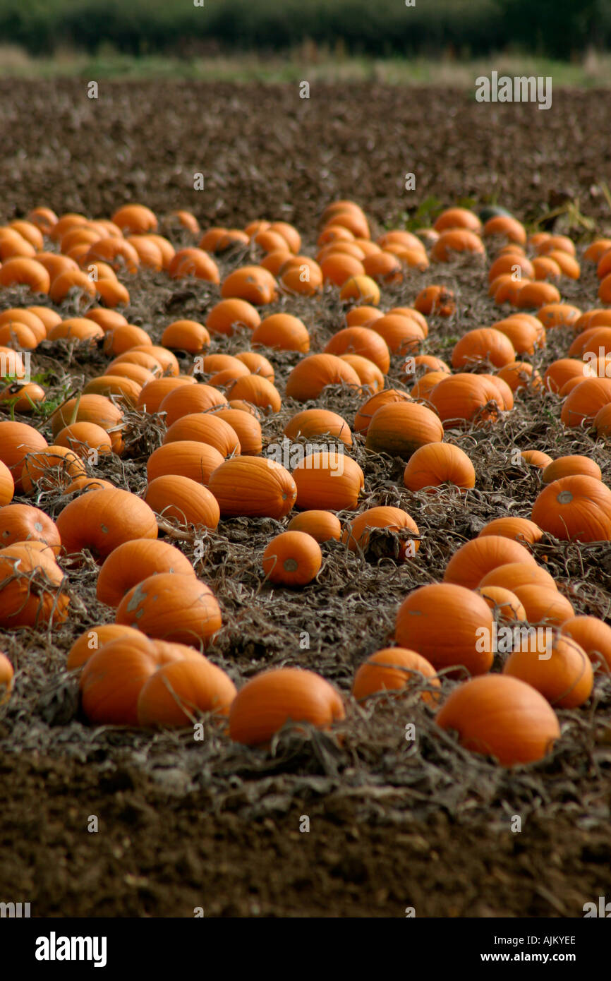 A Field of English Pumpkins Evesham England Stock Photo - Alamy