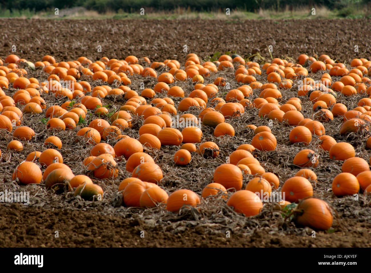 A Field of English Pumpkins Evesham England Stock Photo - Alamy