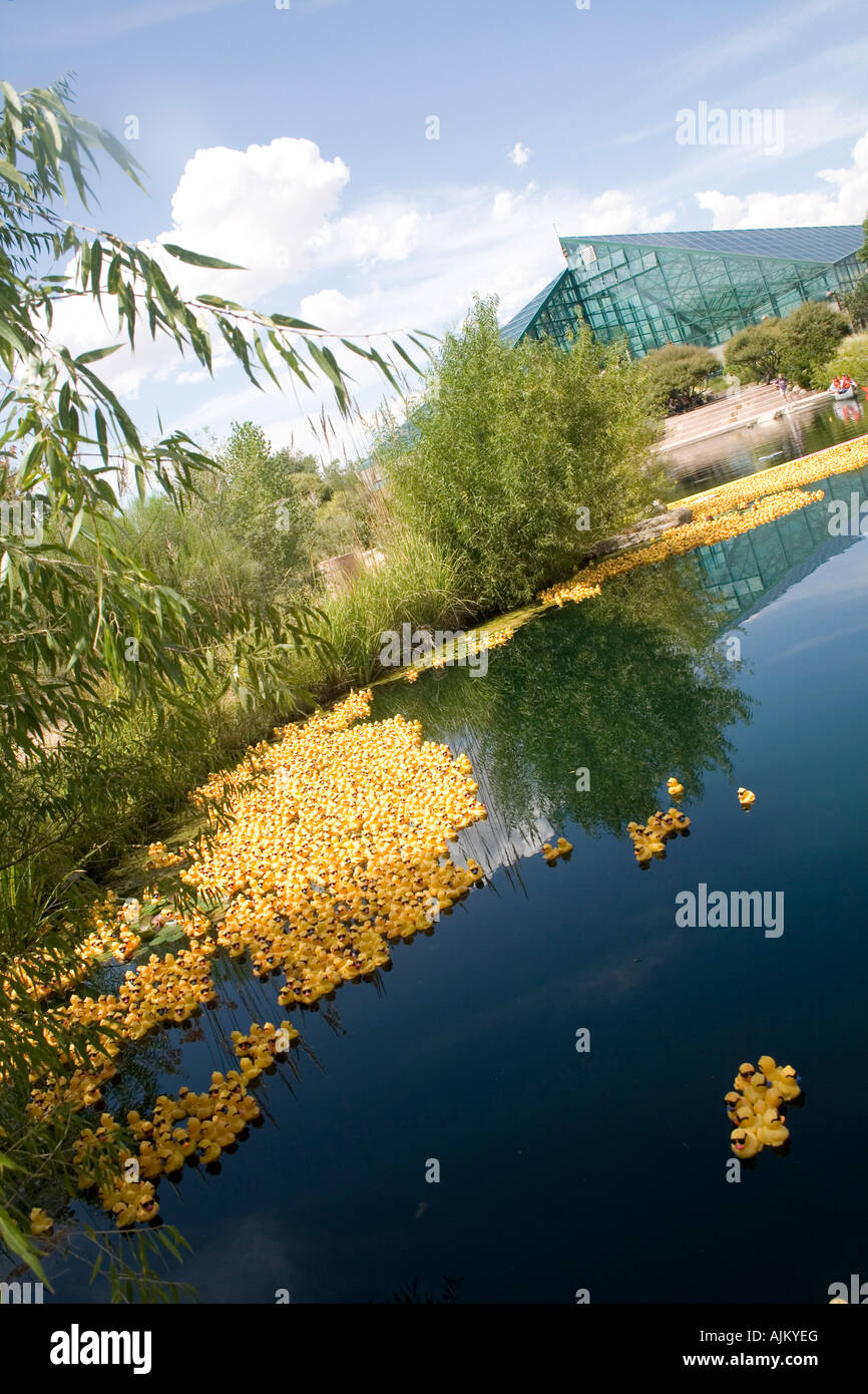 Yellow rubber ducks wait in the pond for the Rotary Club Rubber Duck ...