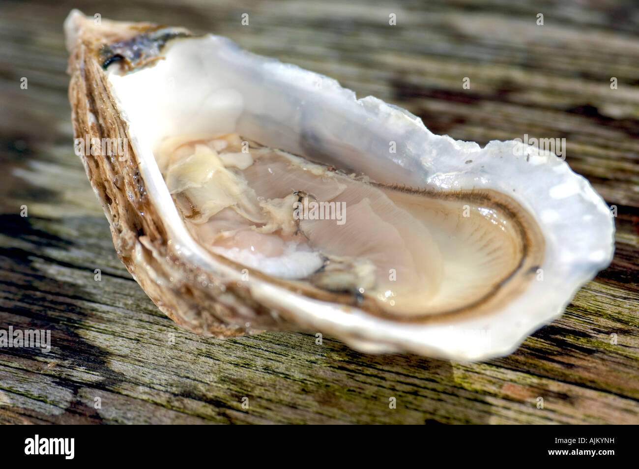 Half shell hi-res stock photography and images - Alamy