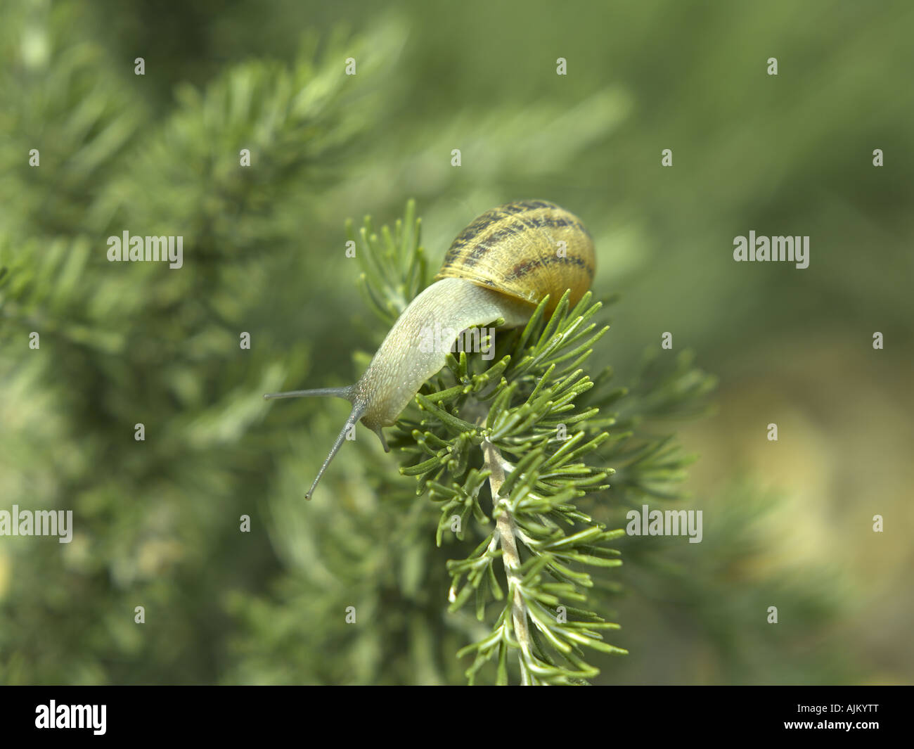 Snail in a plant Stock Photo - Alamy