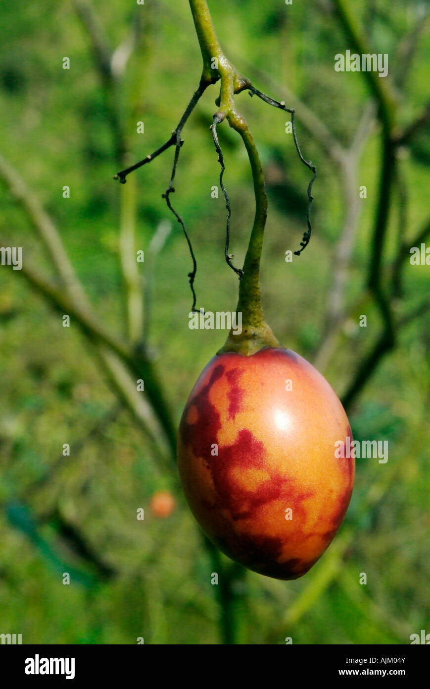 Tree Tomato or Tamarillo Cyphomandra betacea growing on tree in Ecuador ...