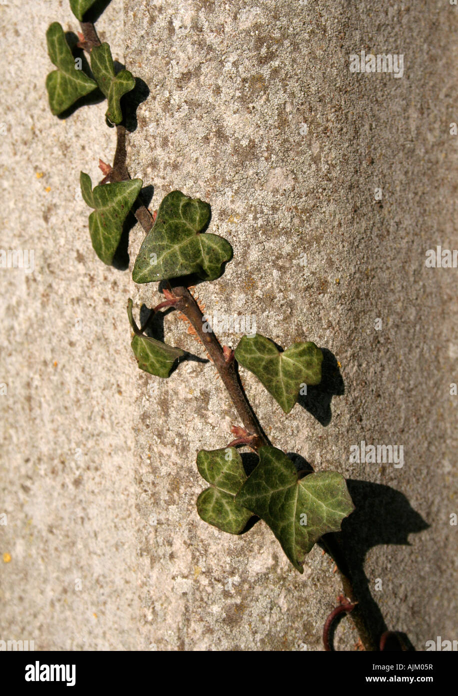 strand of ivy growing diagonally across a wave of a corrugated wall ...