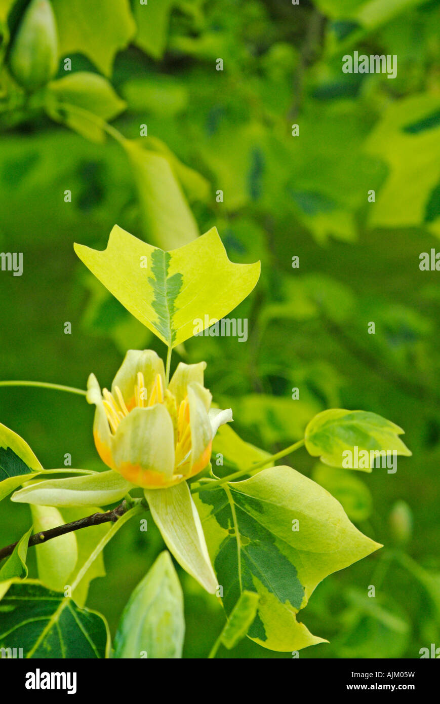 Tulip tree, Liriodendron tulipifera Stock Photo - Alamy