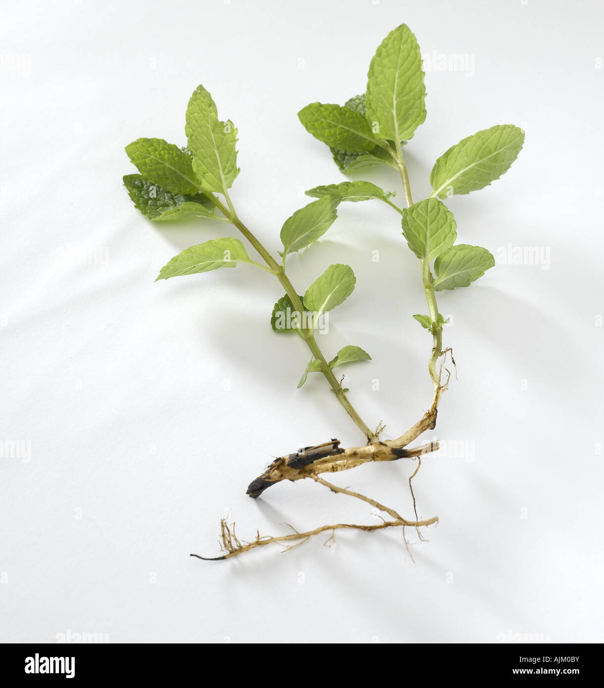 Cutting leaves Cut Out Stock Images & Pictures - Alamy