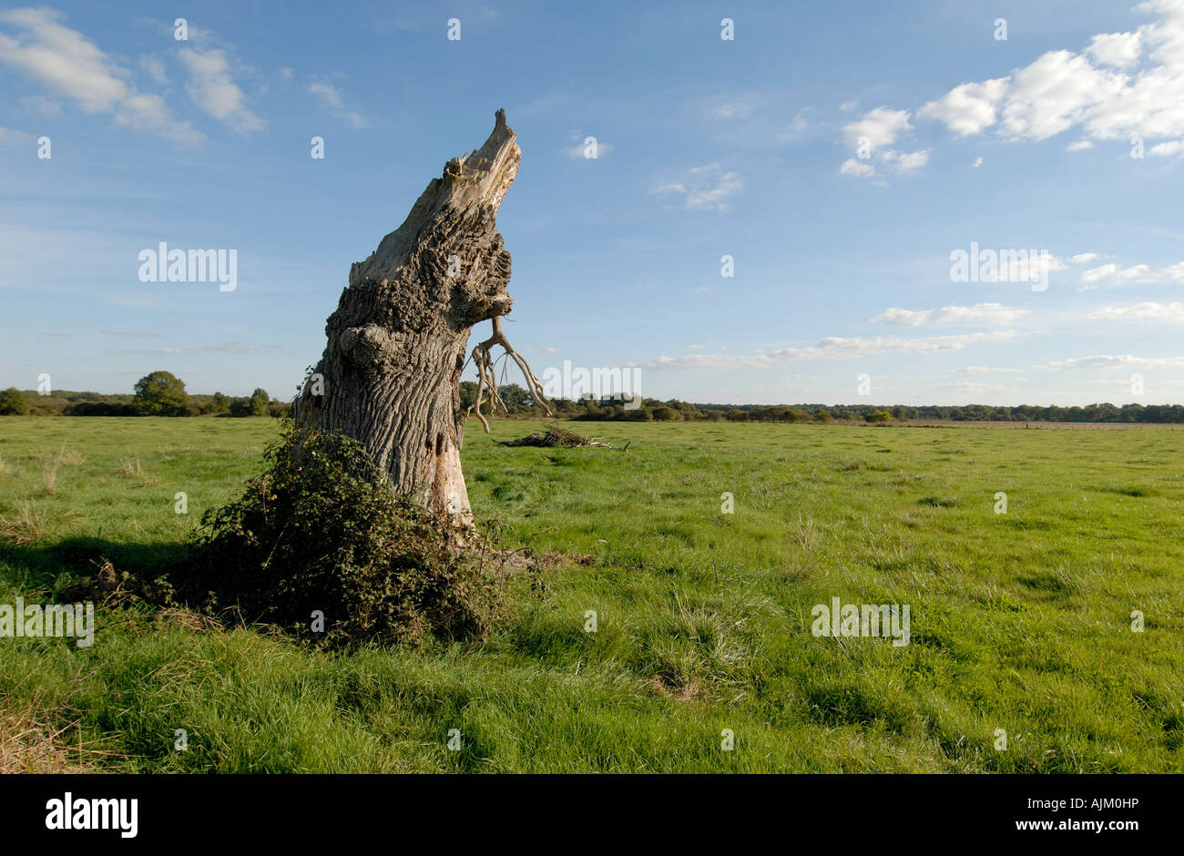 Lightning oak tree hi-res stock photography and images - Alamy