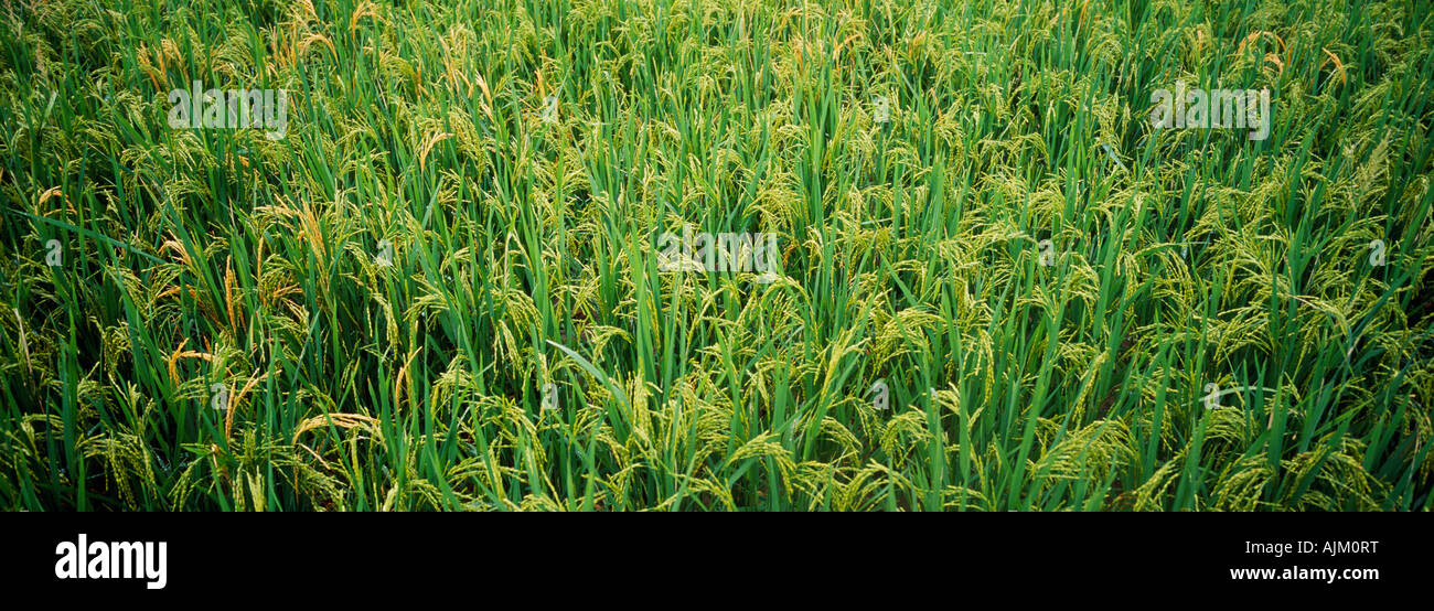 green paddyfields, green paddy fields Stock Photo - Alamy