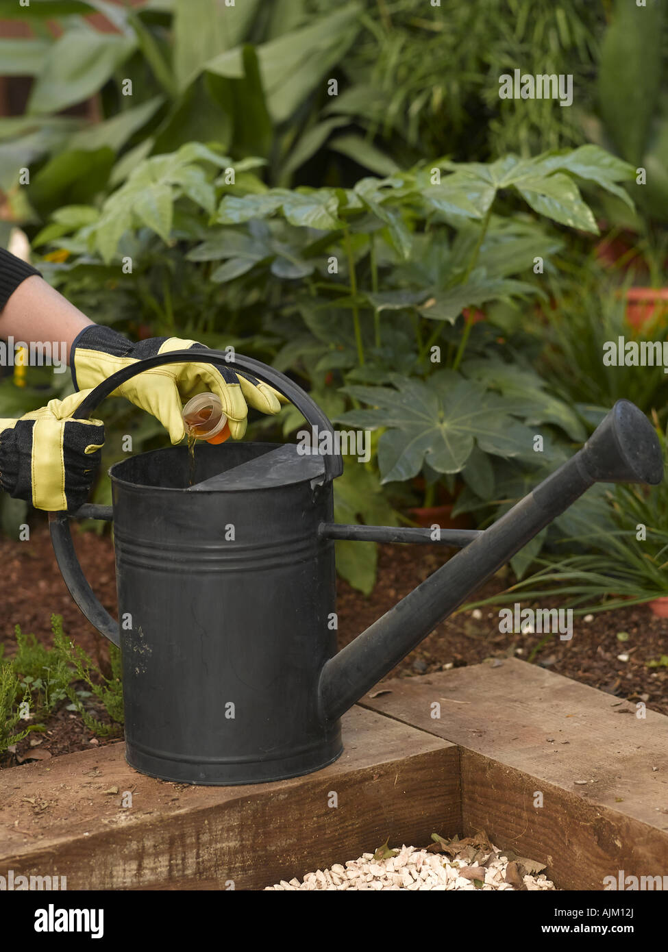 Putting fertilizer in watering can Stock Photo - Alamy