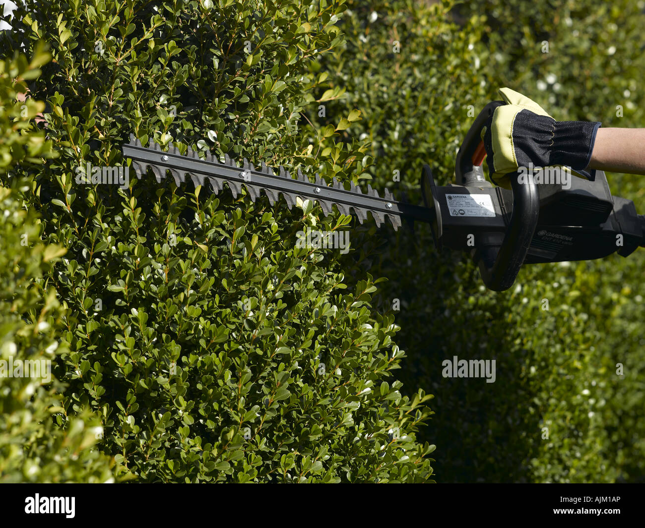 Person trimming hedge Stock Photo - Alamy