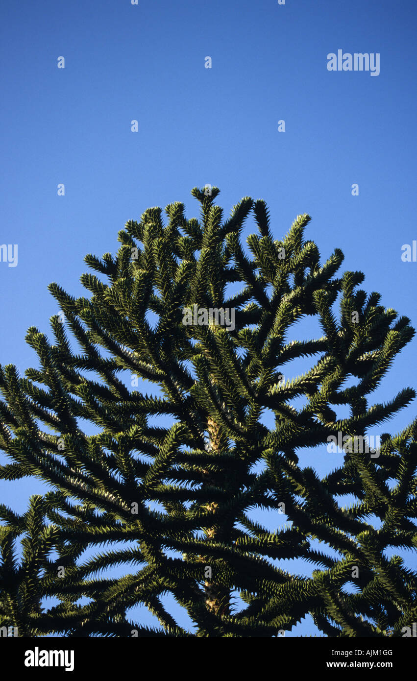 Monkey Puzzle Tree Stock Photo - Alamy