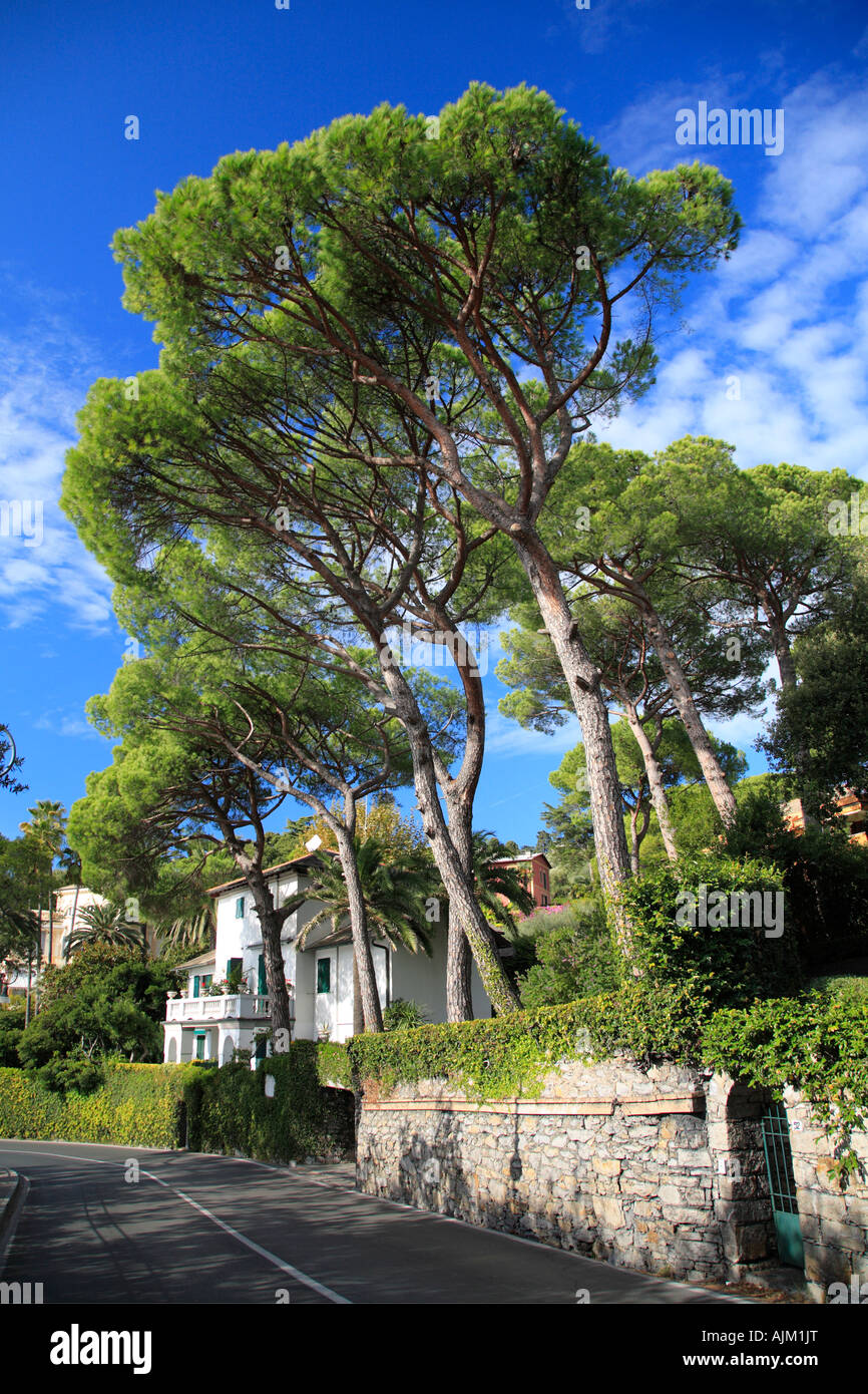Pine trees, Rapallo, Liguria, Italy Stock Photo - Alamy