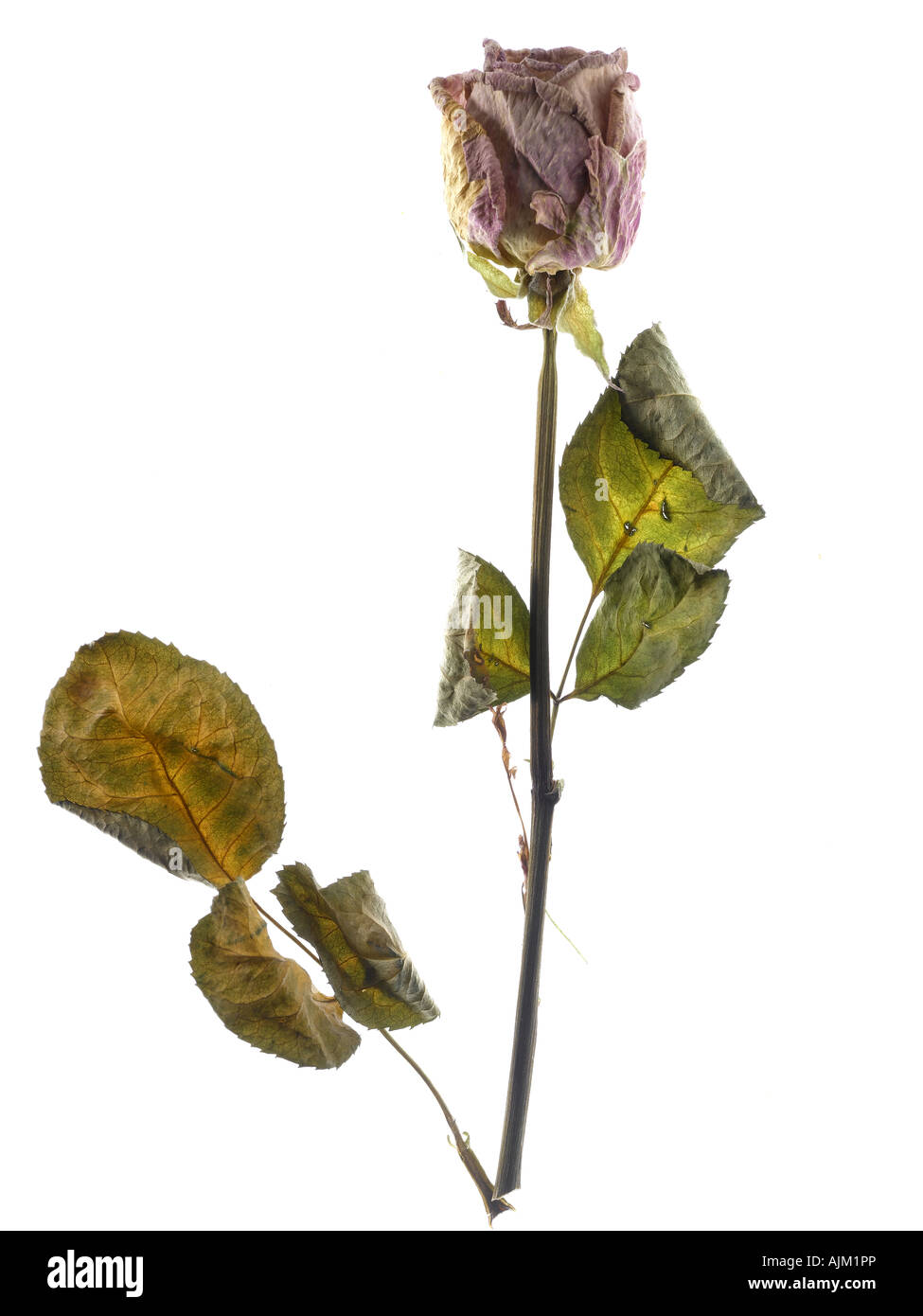 Decayed roses Cut Out Stock Images & Pictures - Alamy