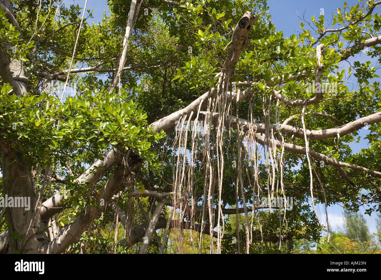 aerial roots Thailand Stock Photo - Alamy