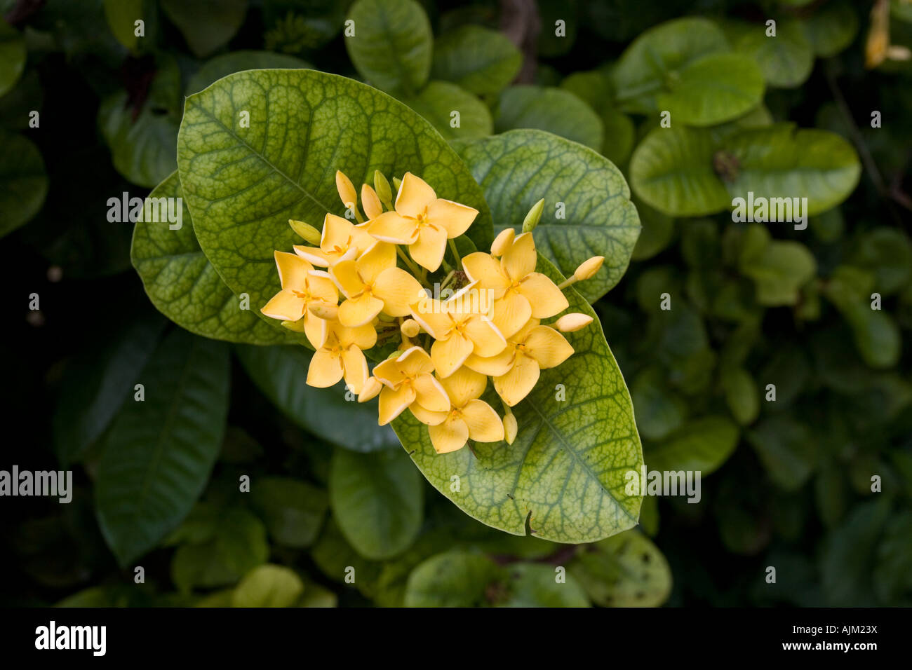 Yellow form Ixora flowers Stock Photo - Alamy