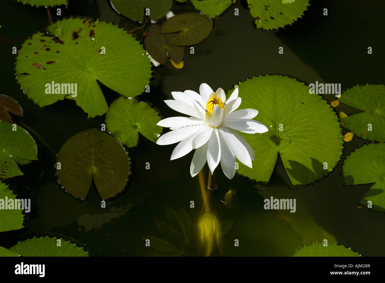 Tropical lilypad insect pollinate white water lily flowers on pond hi ...