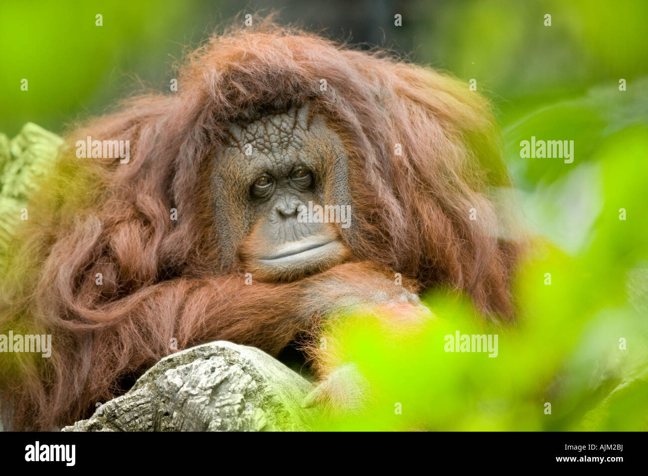 Pongo pygmaeus resting hi-res stock photography and images - Alamy