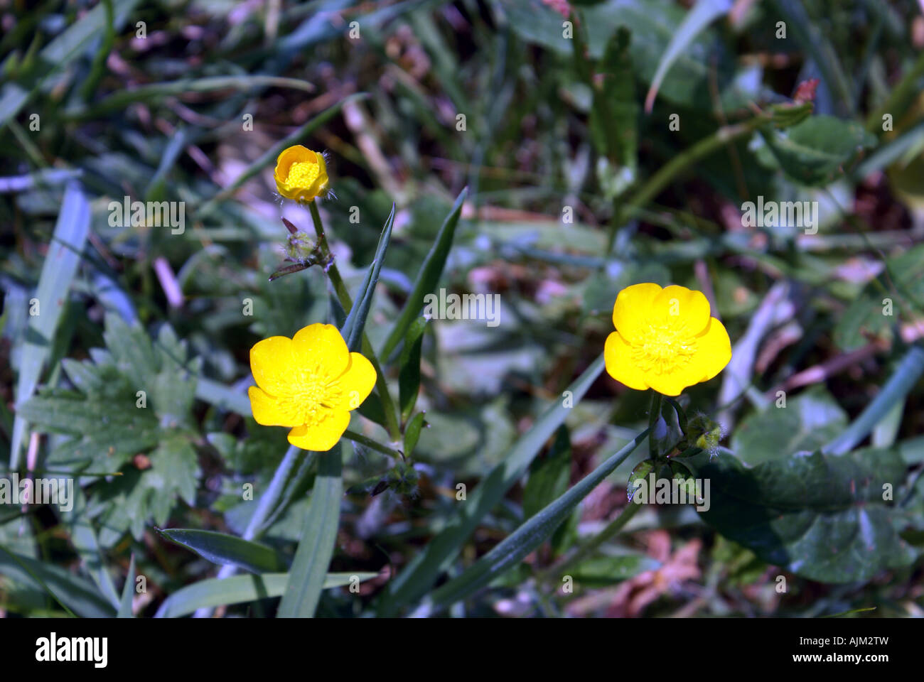 Goldilocks buttercups hi-res stock photography and images - Alamy