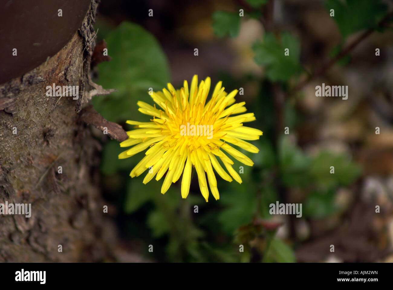 Colourful warts hi-res stock photography and images - Alamy
