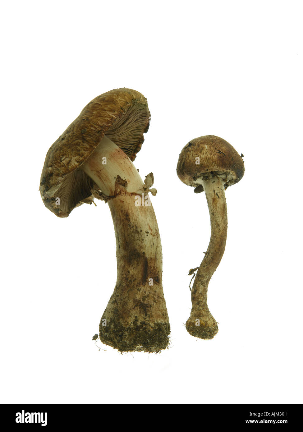 Red staining mushroom or Wood mushroom Mushroom Agaricus silvaticus ...