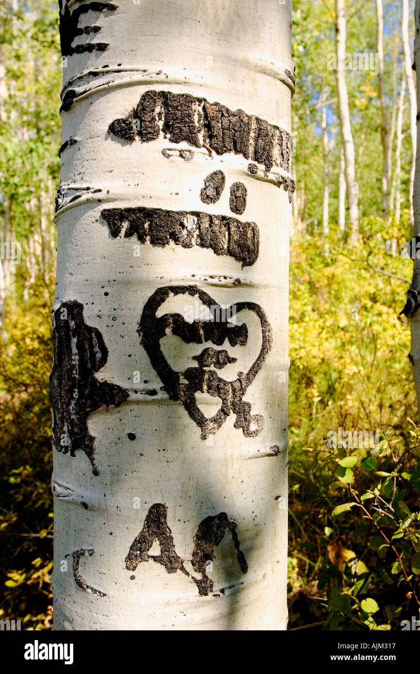 Aspen tree with carved heart on it Stock Photo - Alamy
