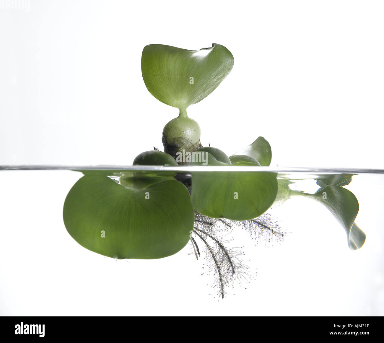 Hydrophytic plants hi-res stock photography and images - Alamy
