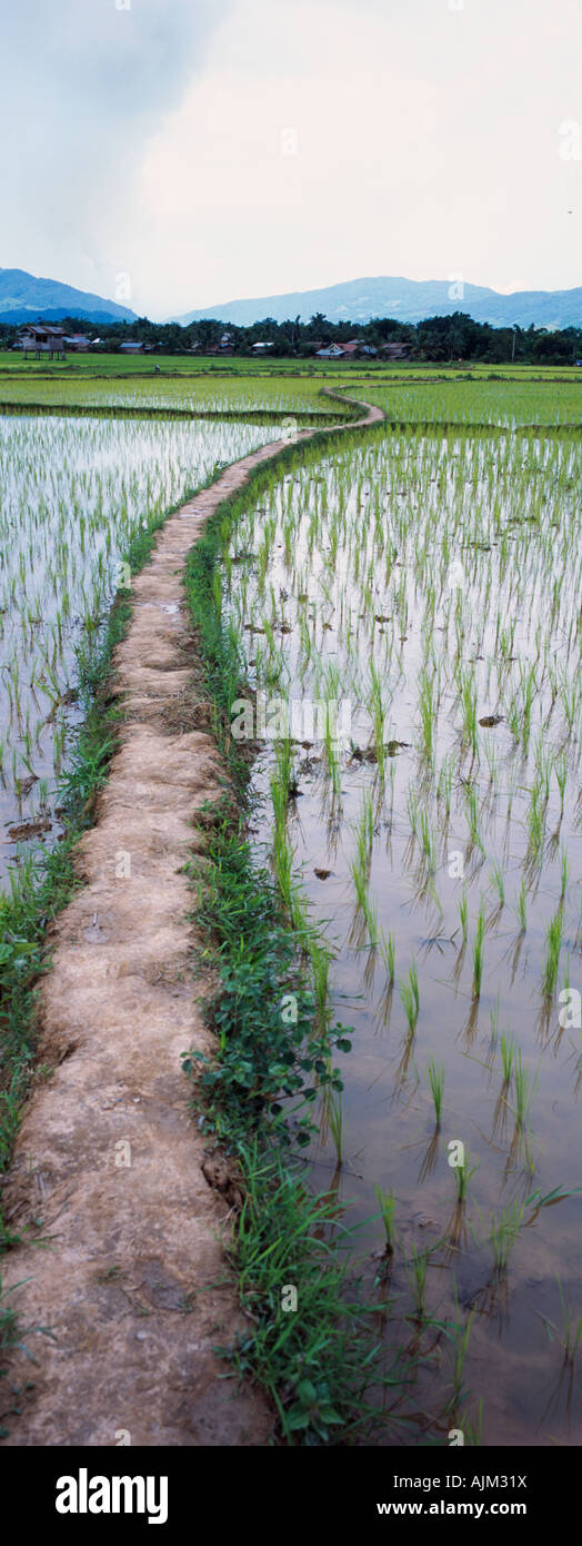 Raised pathway in paddyfield hi-res stock photography and images - Alamy