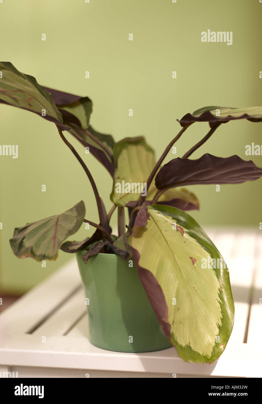 Damaged pot plants hi-res stock photography and images - Alamy