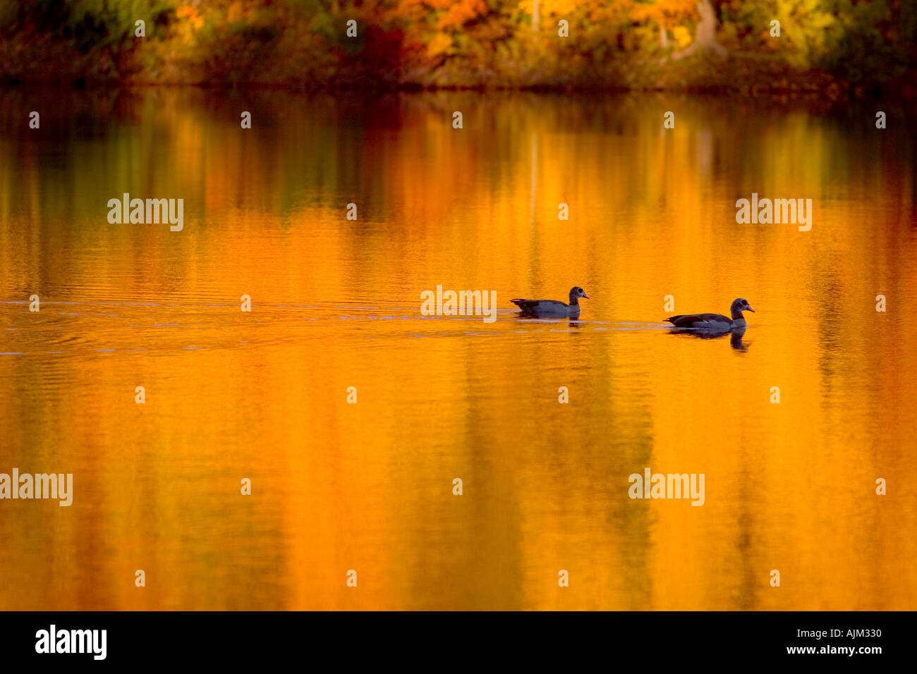 two Ducks swimming on a golden pond reflecting fall foliage Stock Photo ...