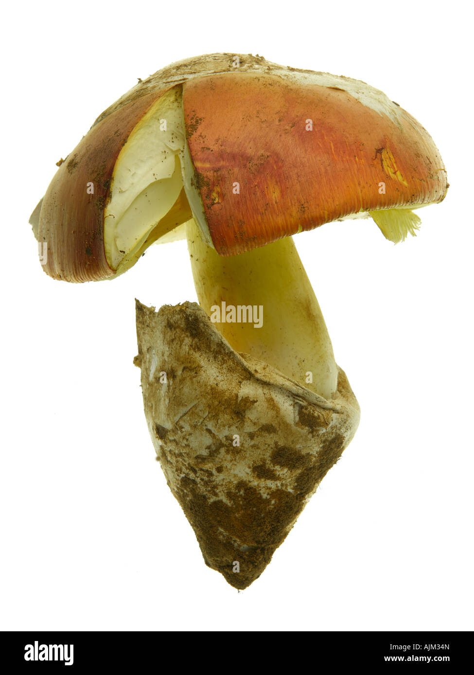 Caesar mushroom hi-res stock photography and images - Alamy