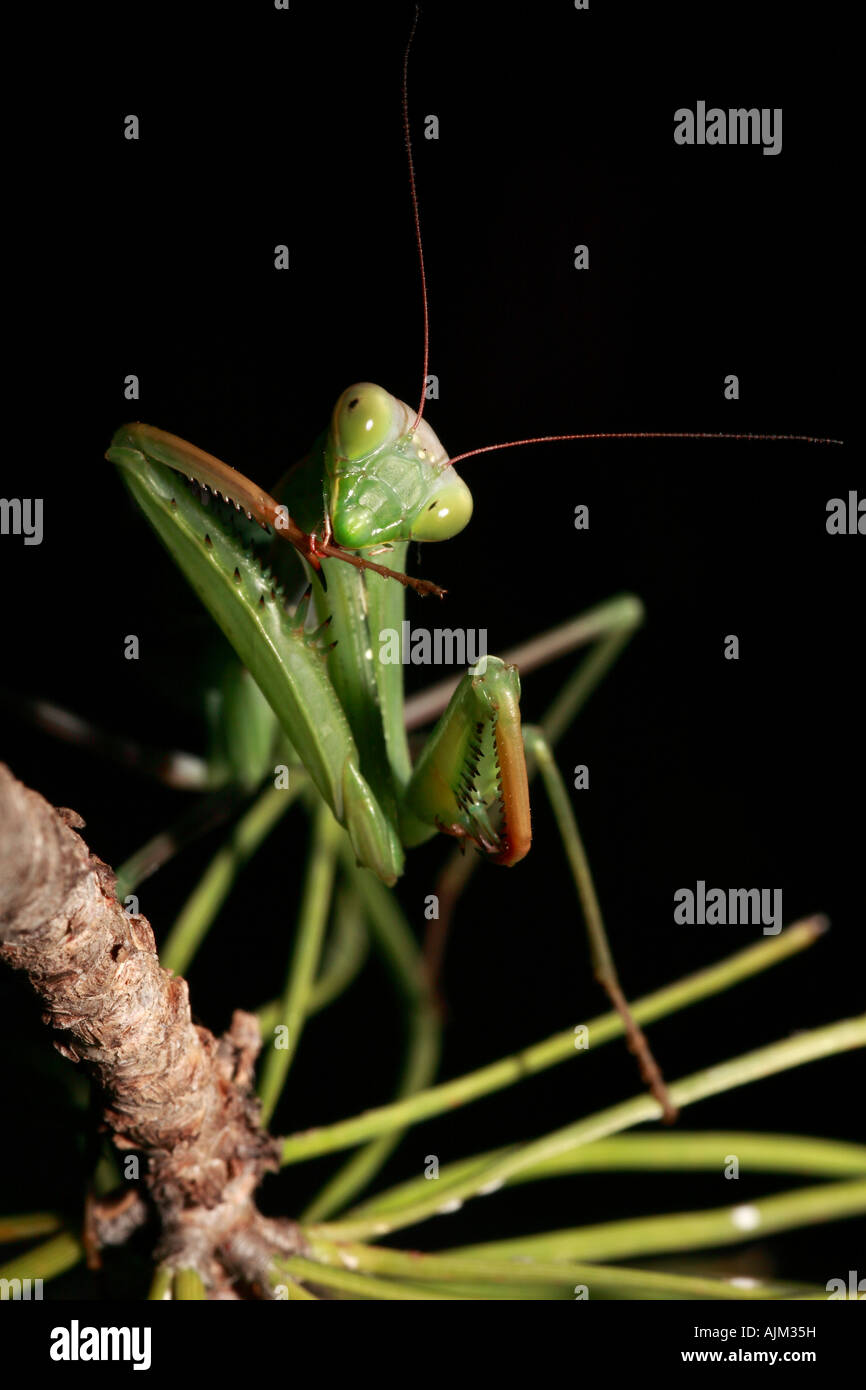 Praying mantis with prey hi-res stock photography and images - Alamy