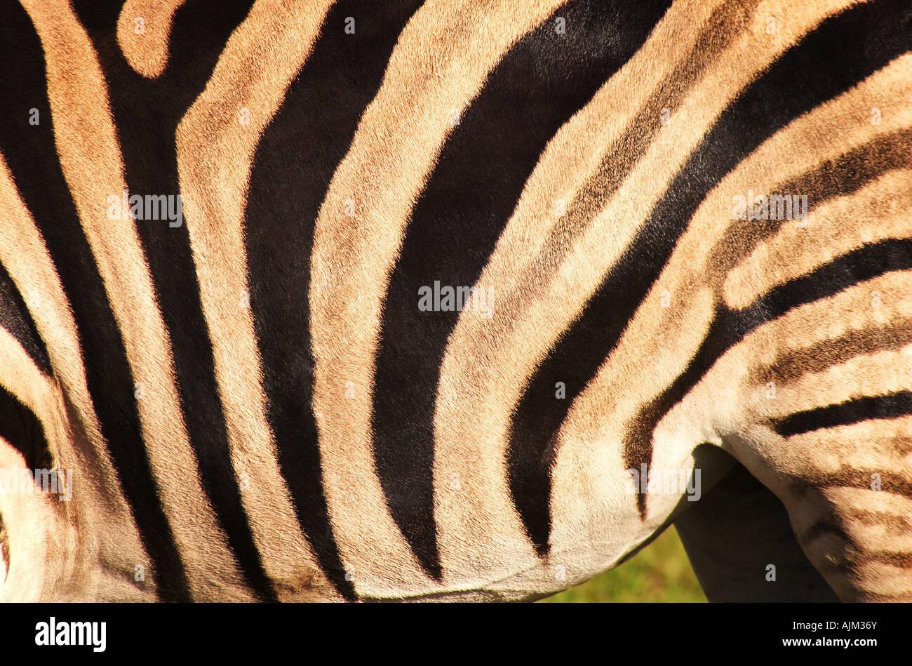 Africananimals hi-res stock photography and images - Alamy