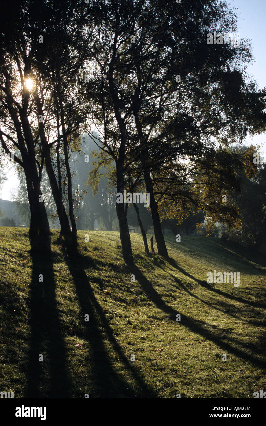 Silver Birch Trees At Westport Lake Stoke-on-Trent Stock Photo - Alamy