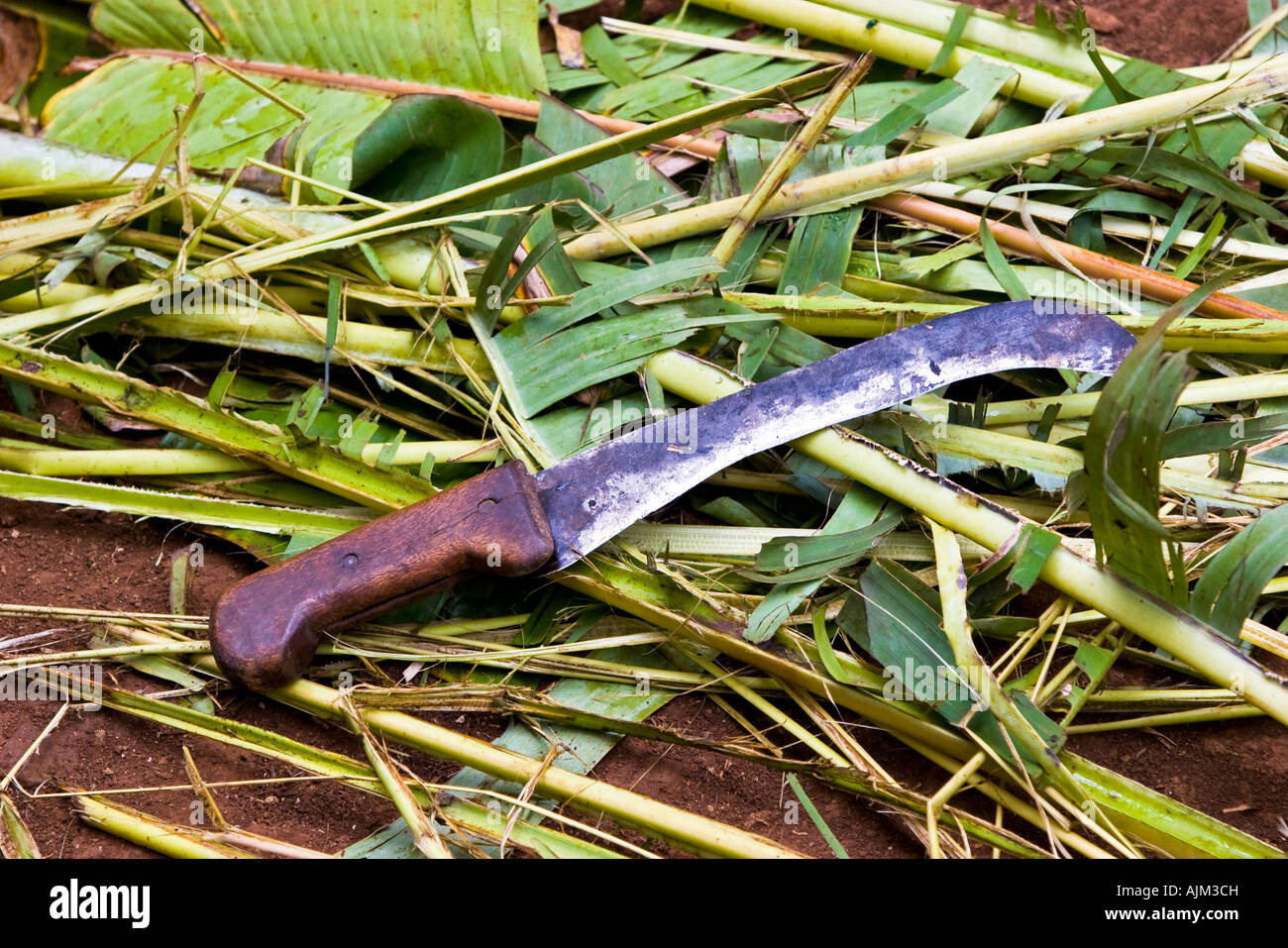 Knife for cutting bamboo laying on the ground. Marangu plantation ...