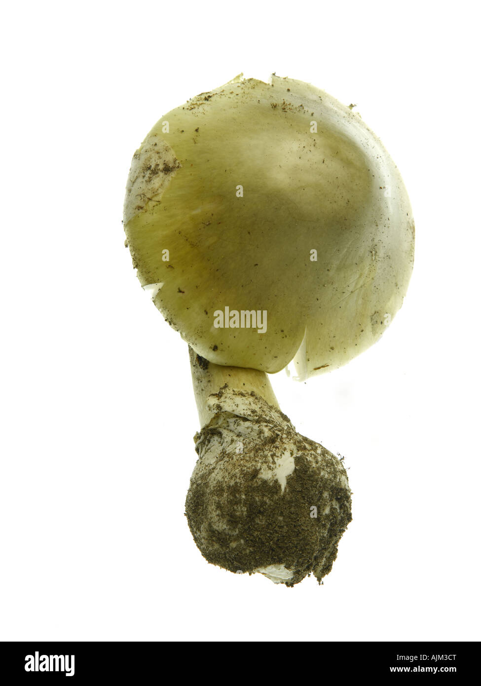 The death cap Cut Out Stock Images & Pictures - Alamy