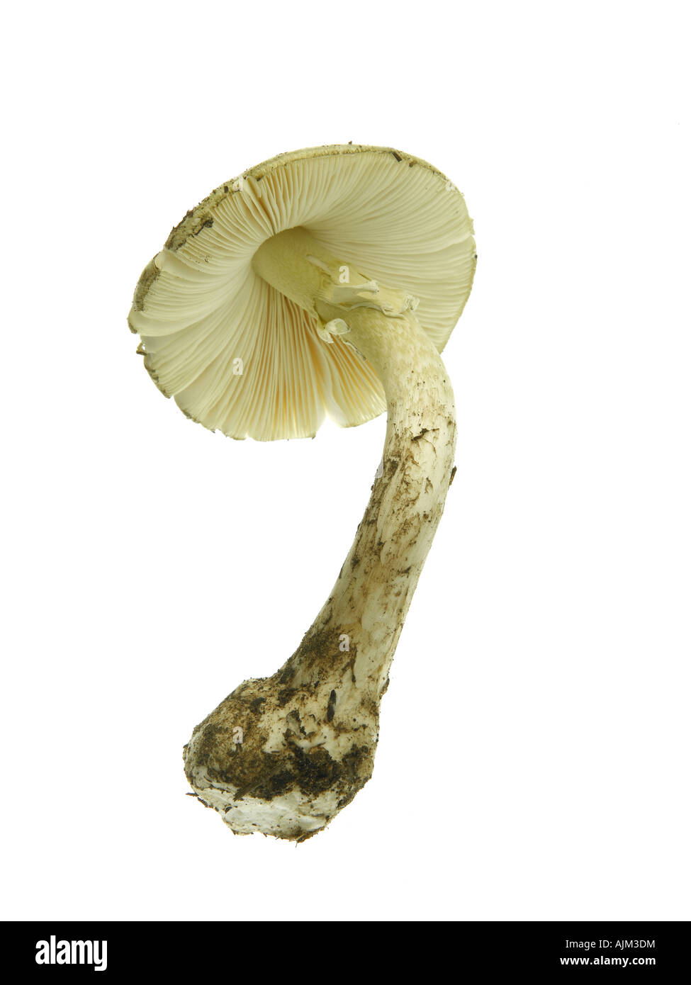 Death cap mushroom hi-res stock photography and images - Alamy