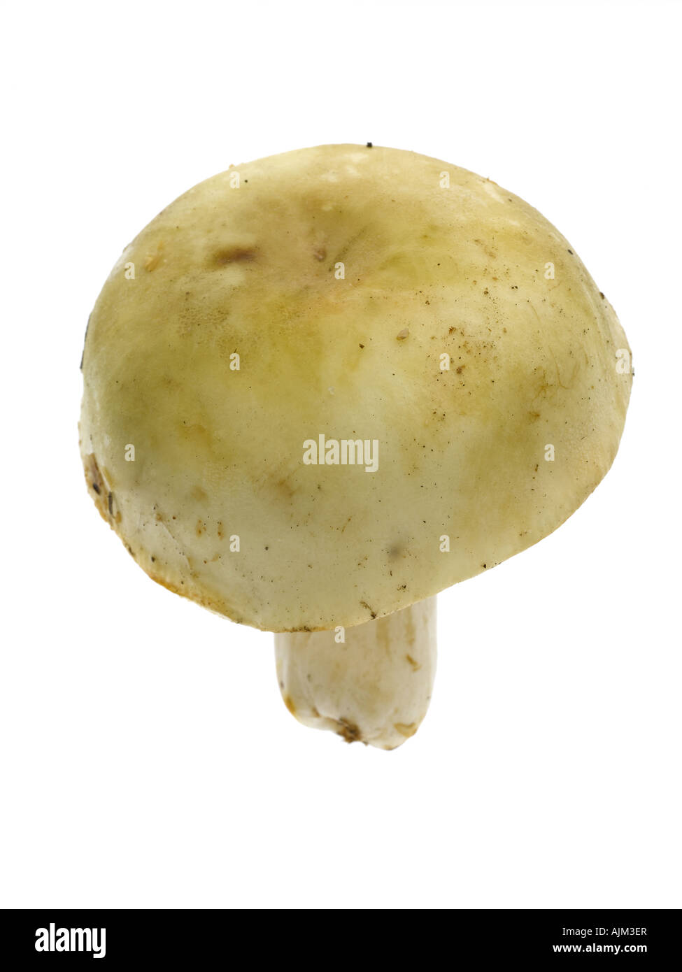The death cap Cut Out Stock Images & Pictures - Alamy